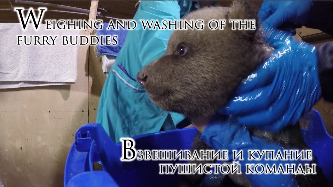 Weighing and washing of the furry buddies /Взвешивание и купание ...