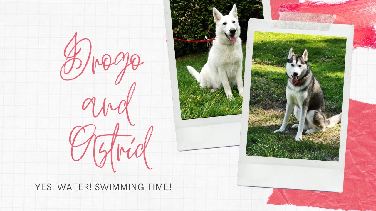 Drogo Siberian Husky and Astrid White Swiss Shepherd - YouTube