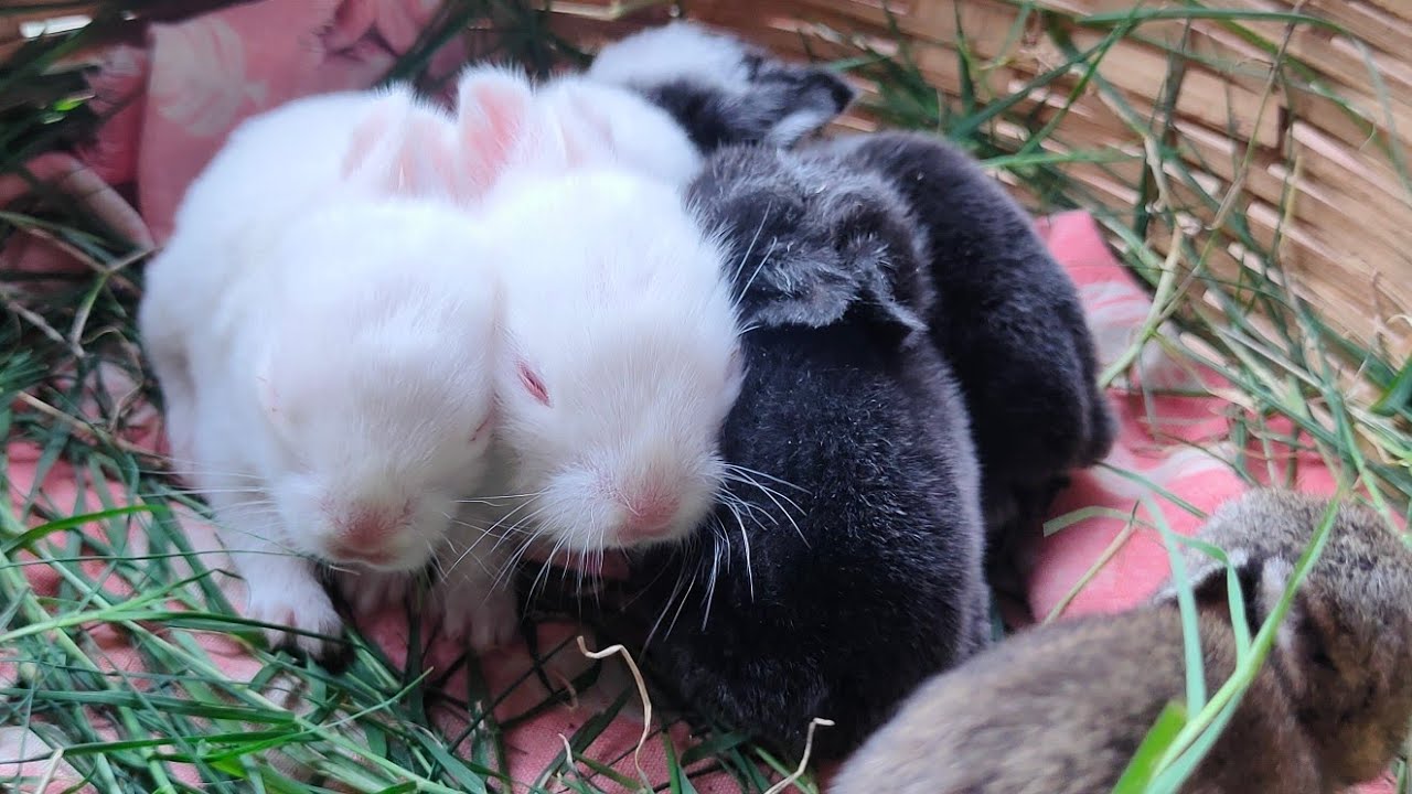 Rabbit babies newborn 15 days - Cutest Baby's Bunnies - YouTube
