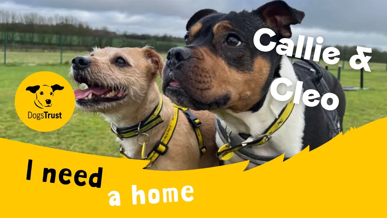 Cleo & Callie the tremendous Terriers | Dogs Trust Salisbury - YouTube