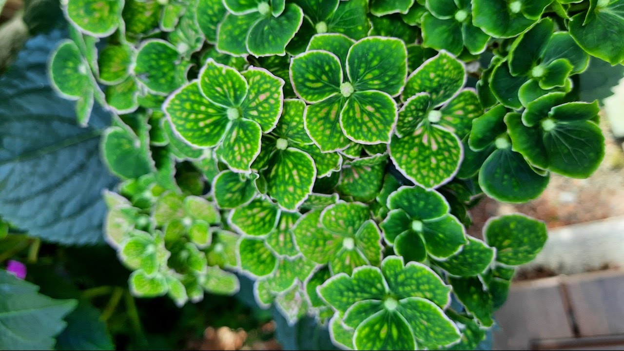 Green Hydrangeas: Update on Froggie! - YouTube