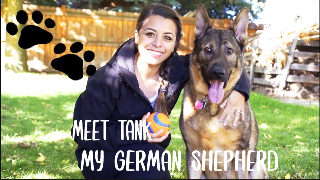 MEET TANK! My German Shepherd 🐾 - YouTube
