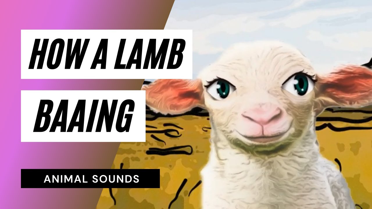 Lamb Baaing / Sound Effect / Animation / mp3 - YouTube