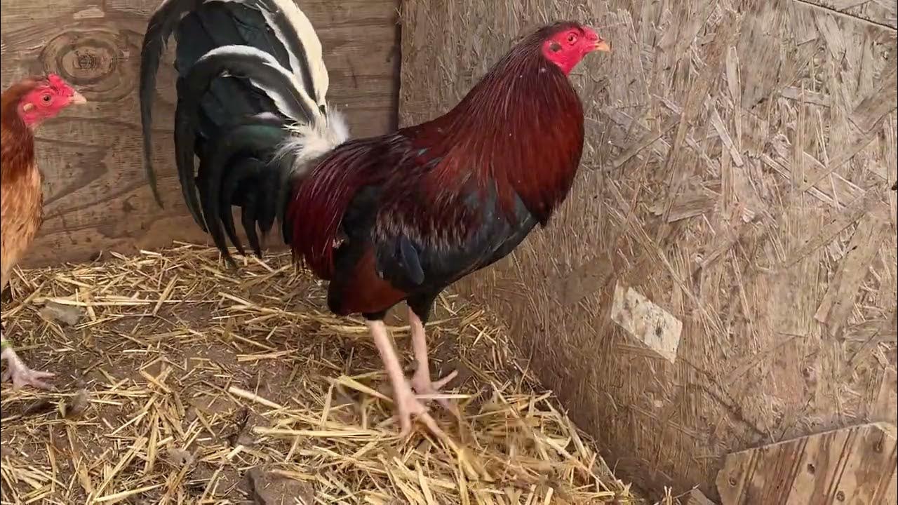 Bruner Roundhead Straight breed - YouTube
