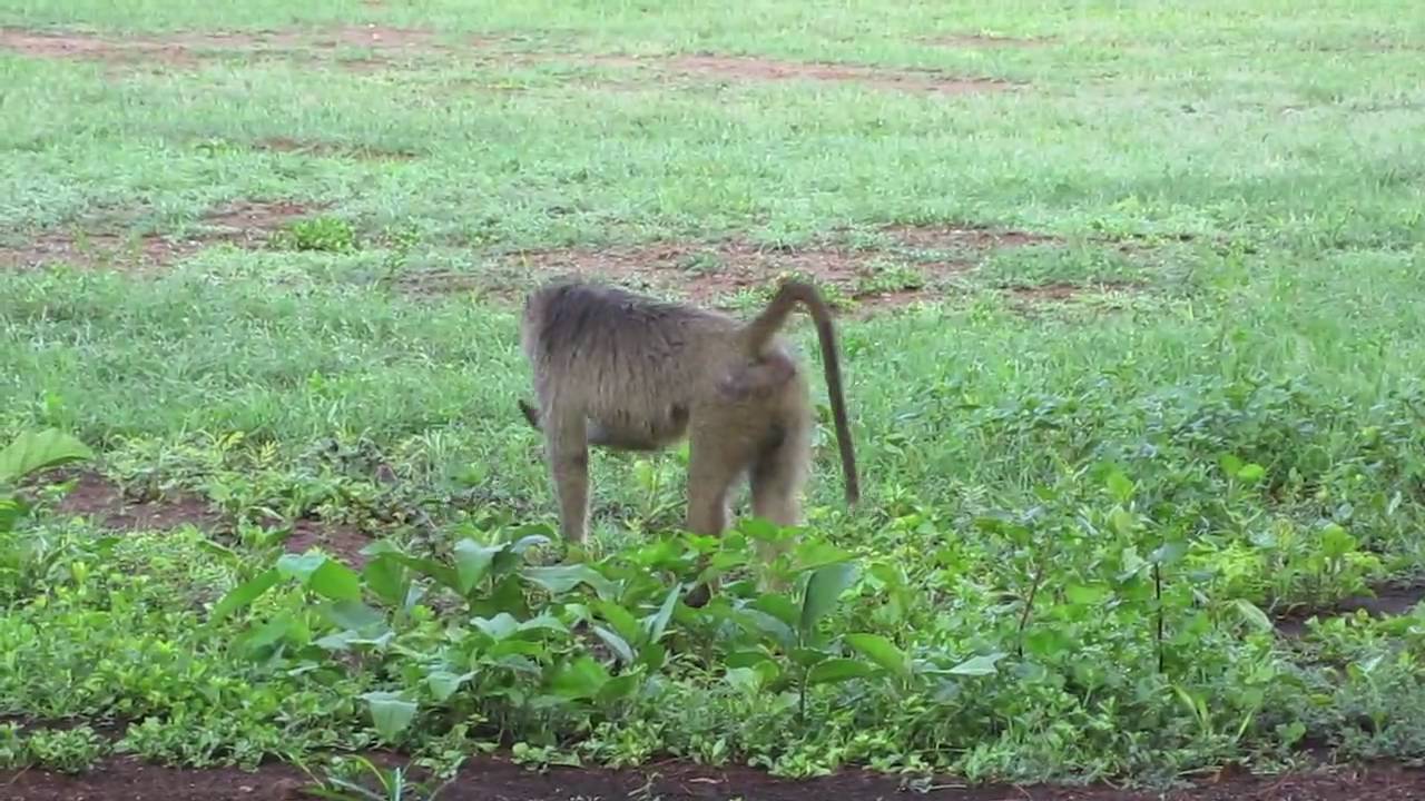 Kumbikumbi(Flying termites) in Amboseli National Park,KENYA - YouTube