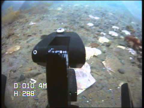 VideoRay Pro 3 GTO ROV Chasing Scallops - YouTube