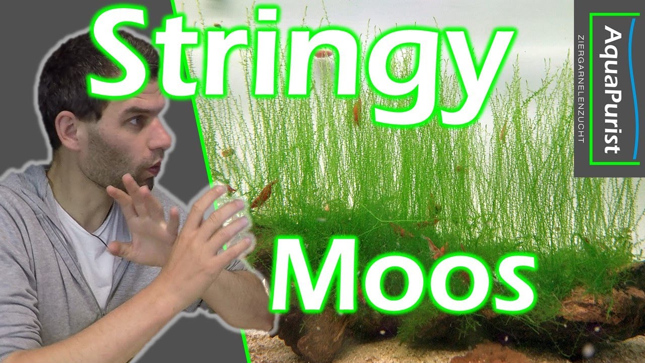 Stringy Moos: Einheimisches Moos mit erstaunlichen Eigenschaften! - YouTube