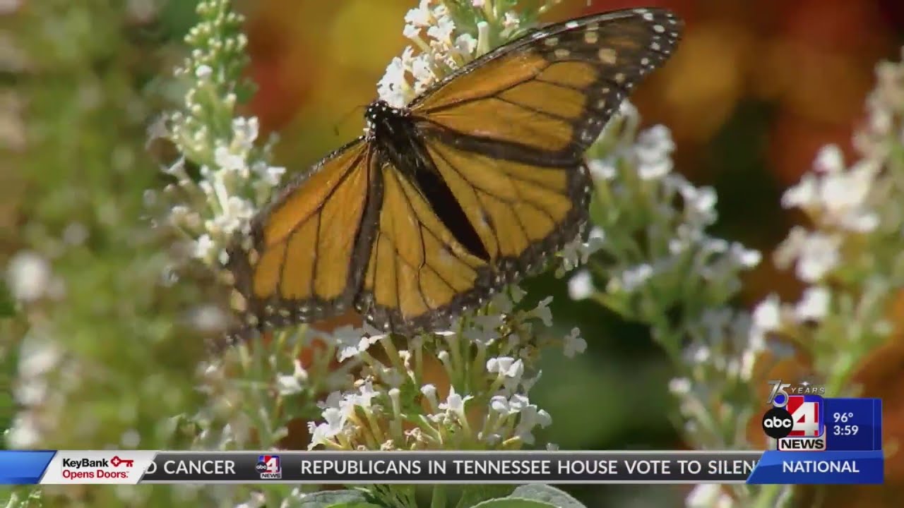 Monarch Butterfly Population Declining, Utahns Asked to Report Their ...