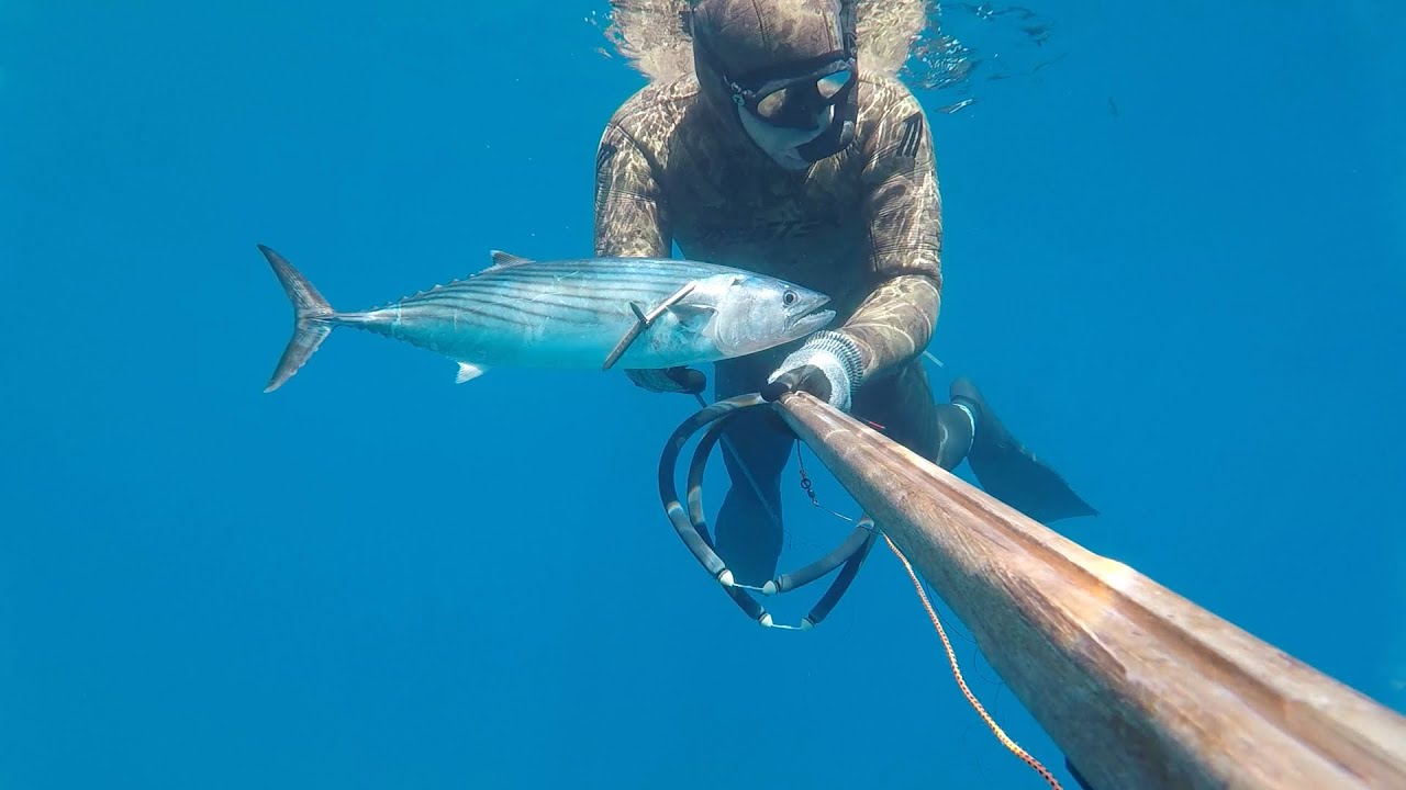 Ψαροντούφεκο με παλαμίδες, λαβράκια κ.ά. - Spearfishing Atlantic bonito ...