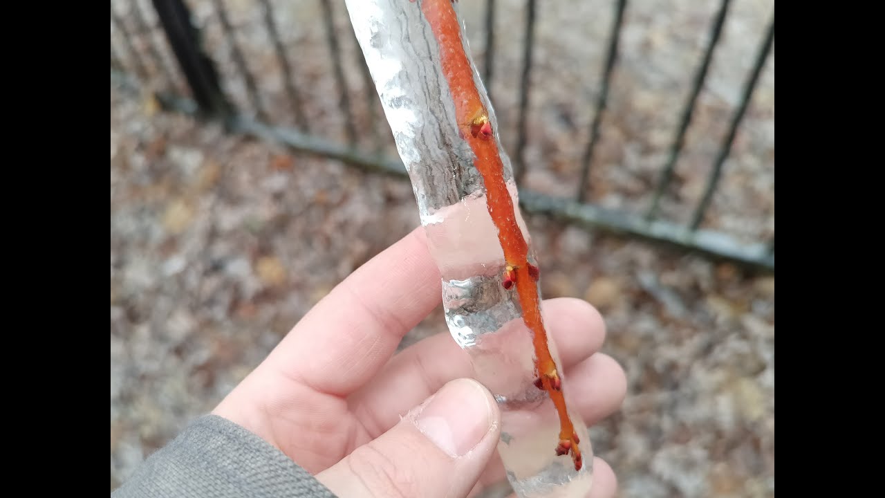 Extreme Ice Storm Ontario 2025 Freezing Rain - YouTube