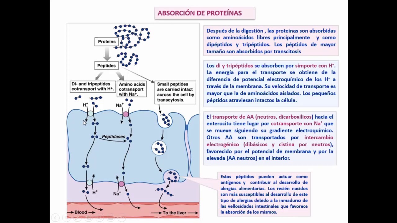 Clase Fisiología Animal 02/03/20 - YouTube