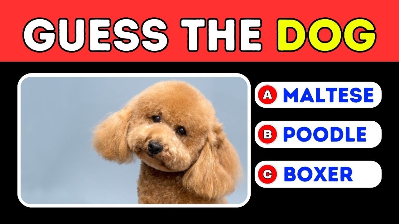 🐾 Guess The Dog Quiz: Can You Identify These Paw-sitively Adorable ...