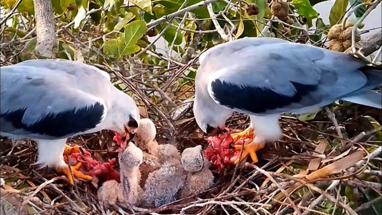 Black winged kite birds try to eat mice to feed their young one by one ...