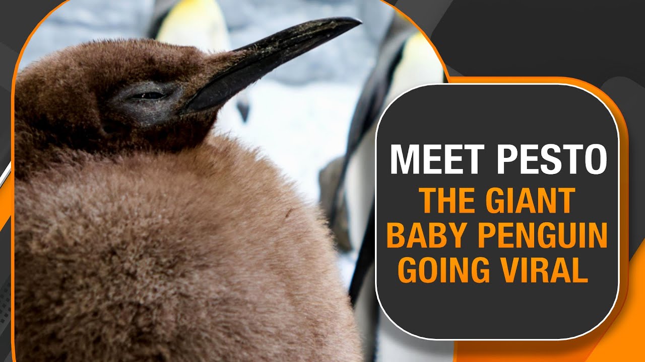 Meet Pesto: The Fluffy, Fat Baby Penguin Taking Over the Internet ...
