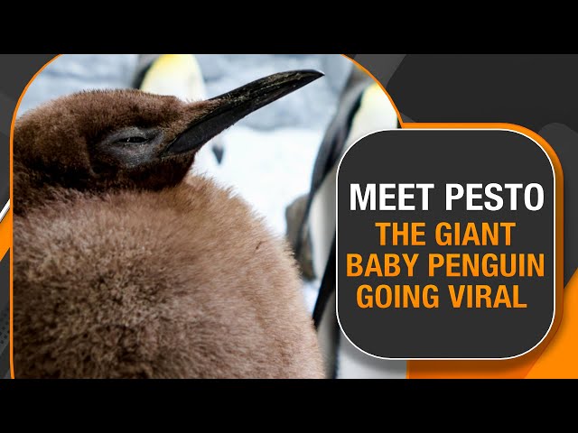 Fat Penguin Baby