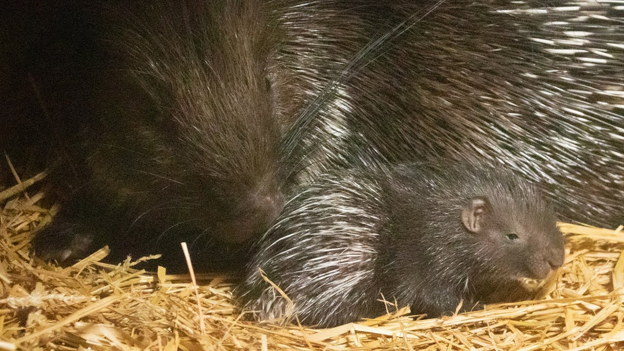 Stekelvarken geboren in DierenPark Amersfoort - YouTube