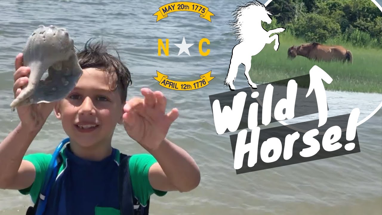 NC SHELLING | Bird Shoals | Wild Horses | North Carolina Beach - YouTube