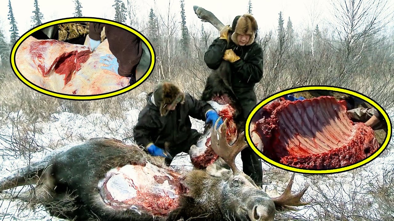 They Hunt Bears, Moose, Coyotes In The Wild, Eating Their Meat As They ...