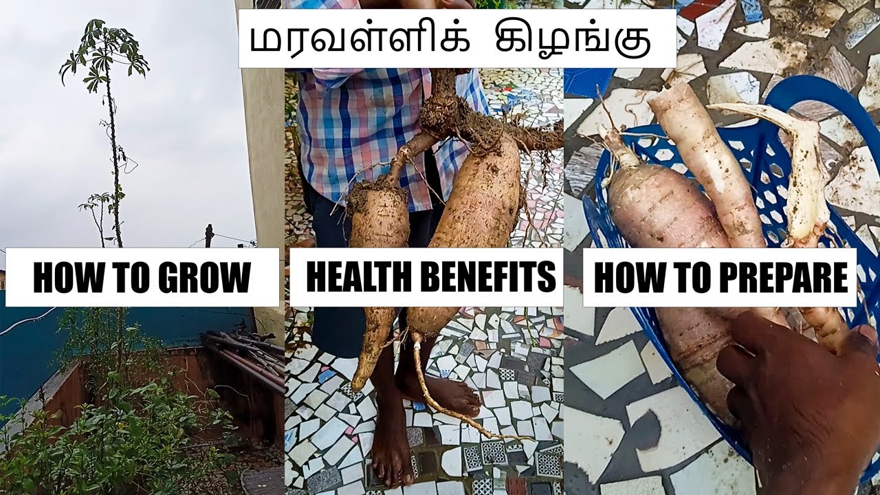 #terrace_garden# Tapioca How to Grow and Maravalli Kelangu_ The Health ...