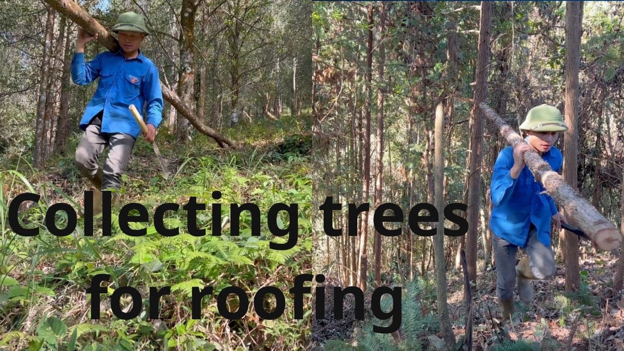 Building a new life Ep 15 | Cutting down trees to make a roof and ...