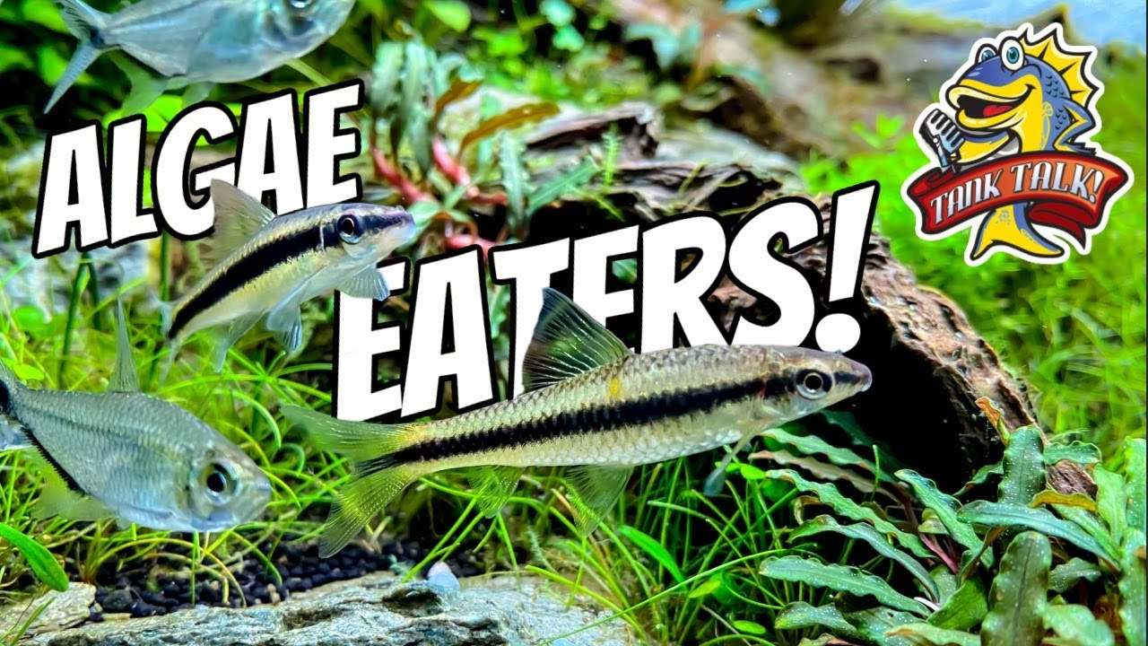 The BEST Algae Eating Aquarium Fish - YouTube