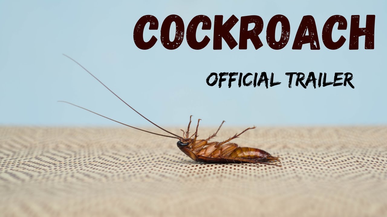 COCKROACH TRAILER (2014) HD - YouTube