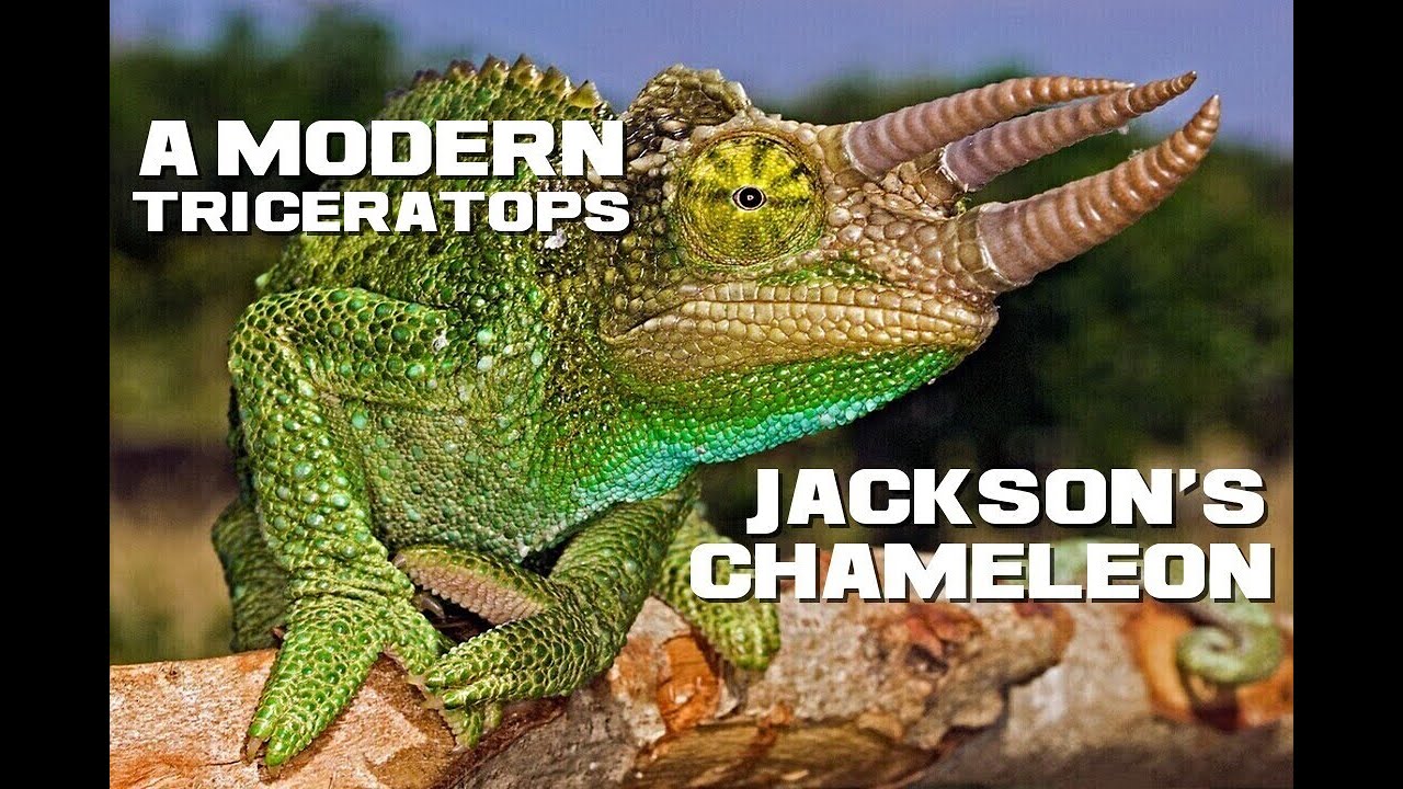 Jackson39s Chameleon The Animal Facts Jackson's Chameleon (Trioceros