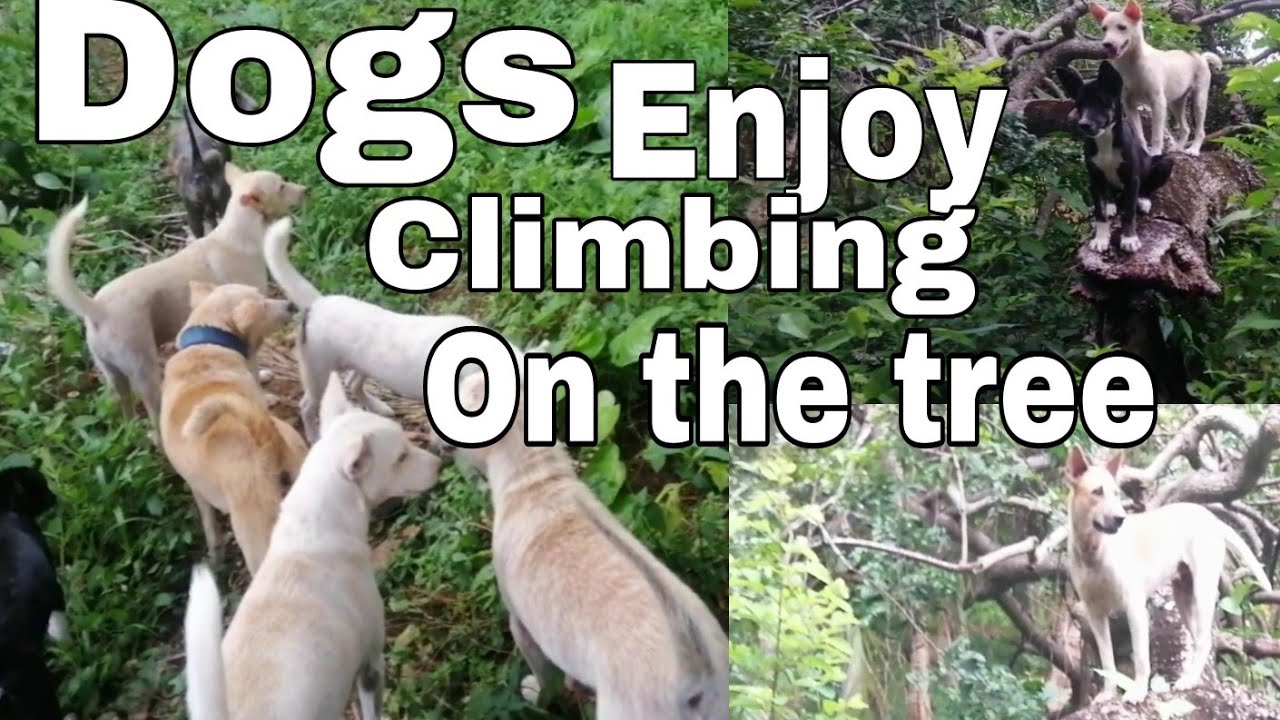 dogs enjoy climbing on the tree. - YouTube