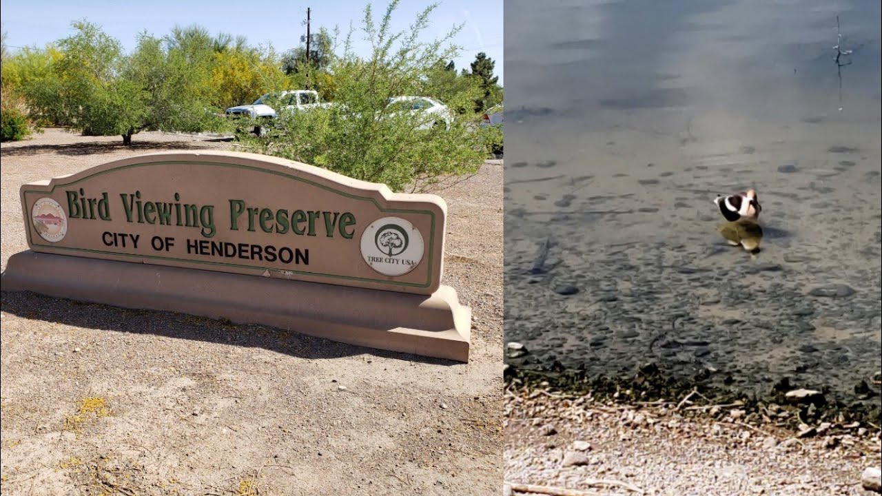 Henderson Bird Viewing Preserve - YouTube