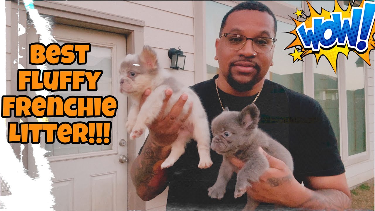 The Best Fluffy Frenchie Litter In The World!!! - YouTube
