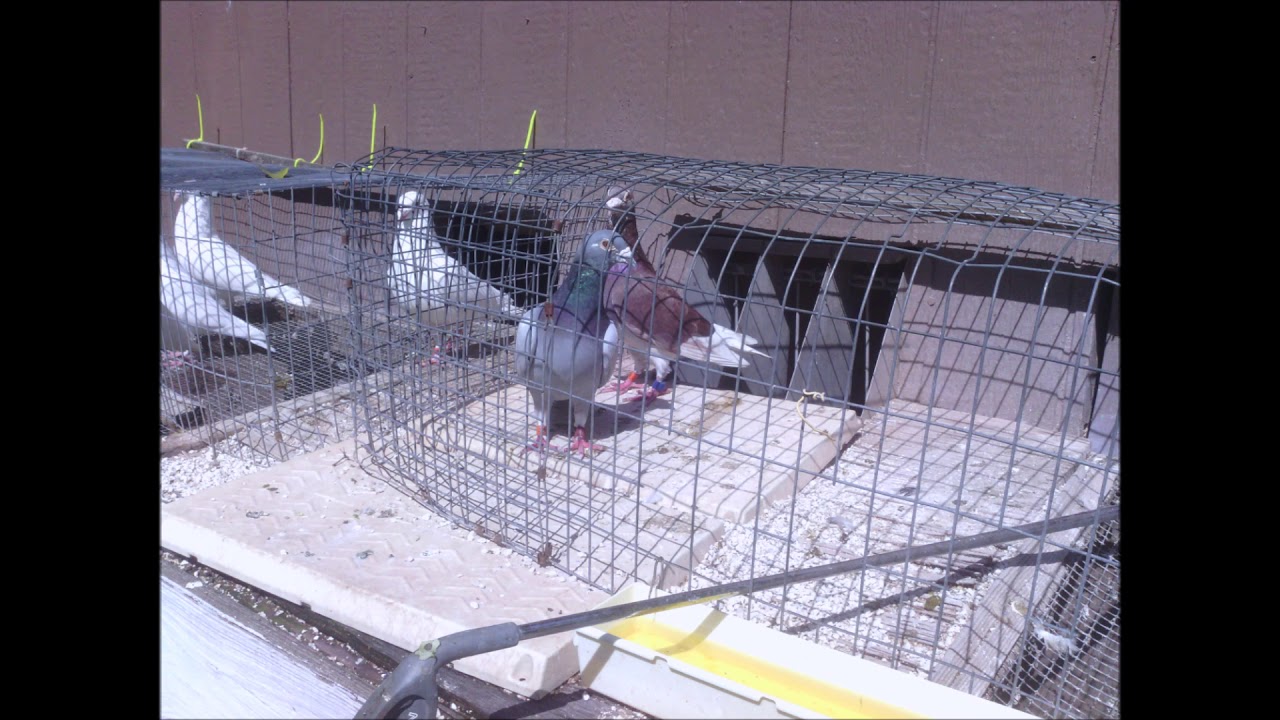 racing pigeons RED CHECKER AND BLUE WF - YouTube