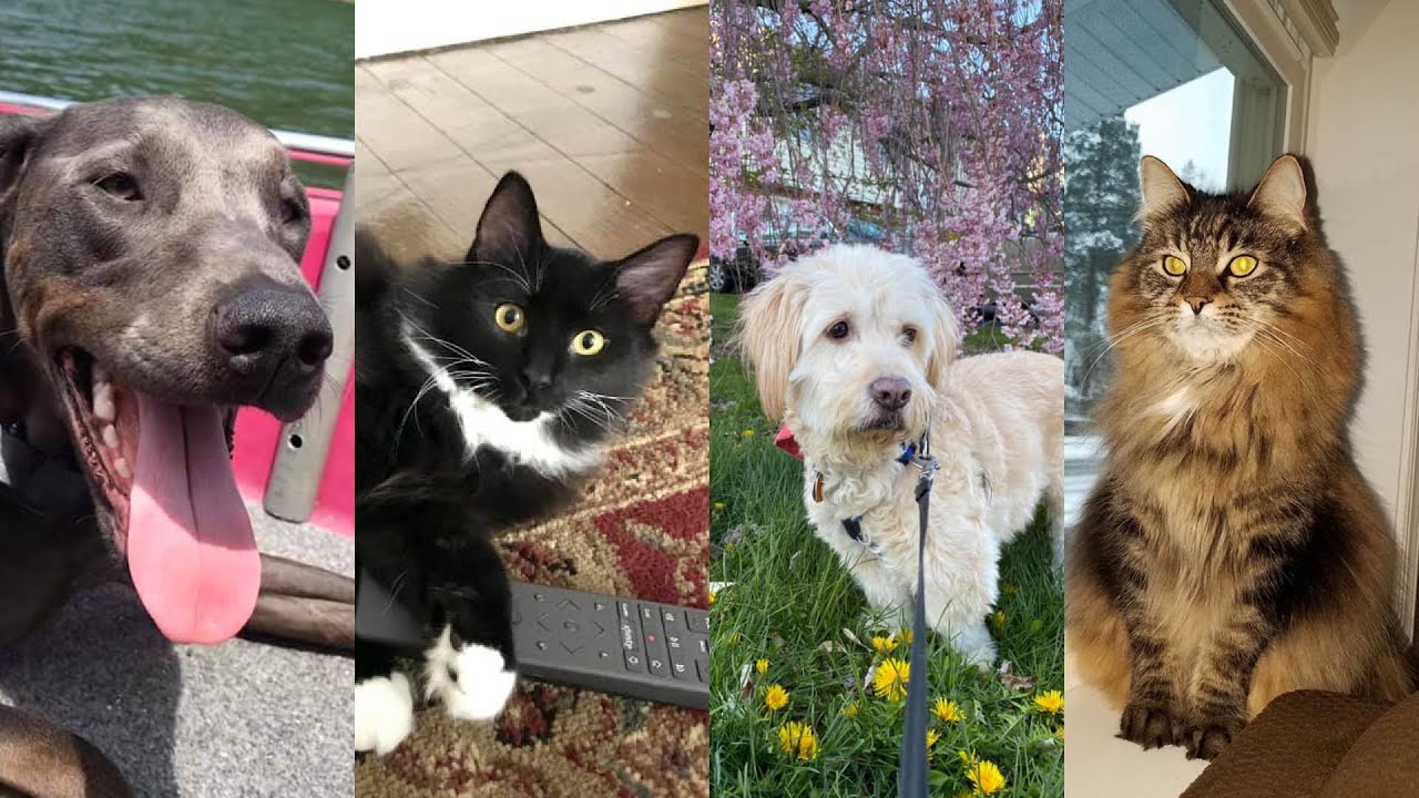 Dogs and Cats adopted from Centre County PAWS - #CentreGives 2020 - YouTube