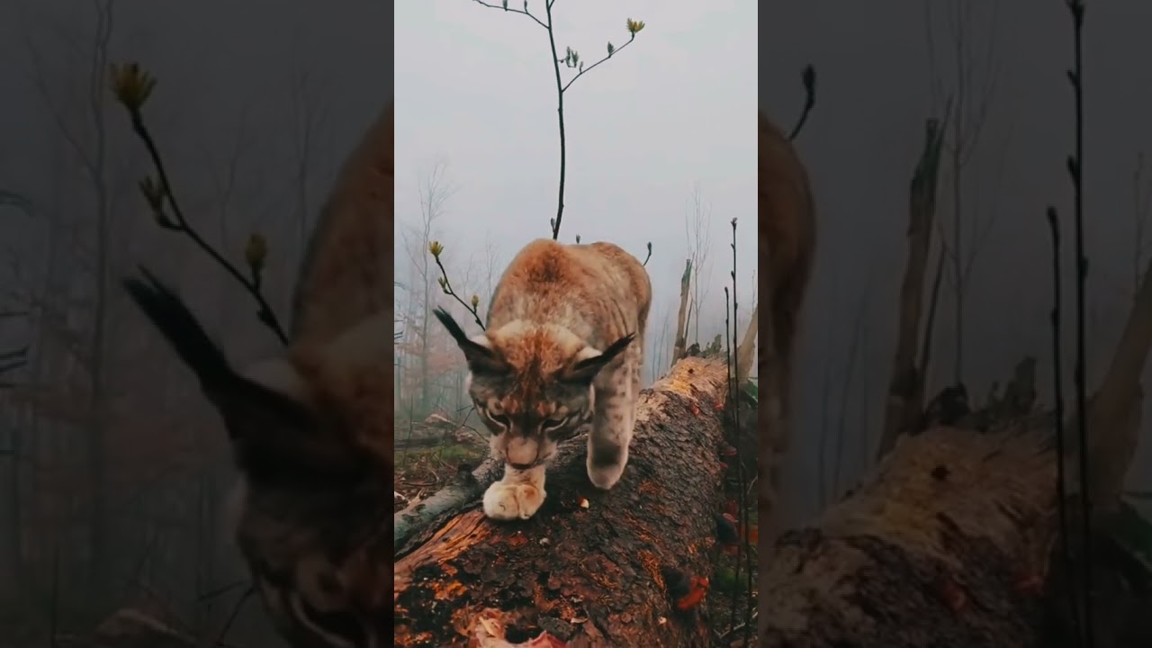 animal scary Lynx The shadow of the forest - Amazing Earth Short Videos ...