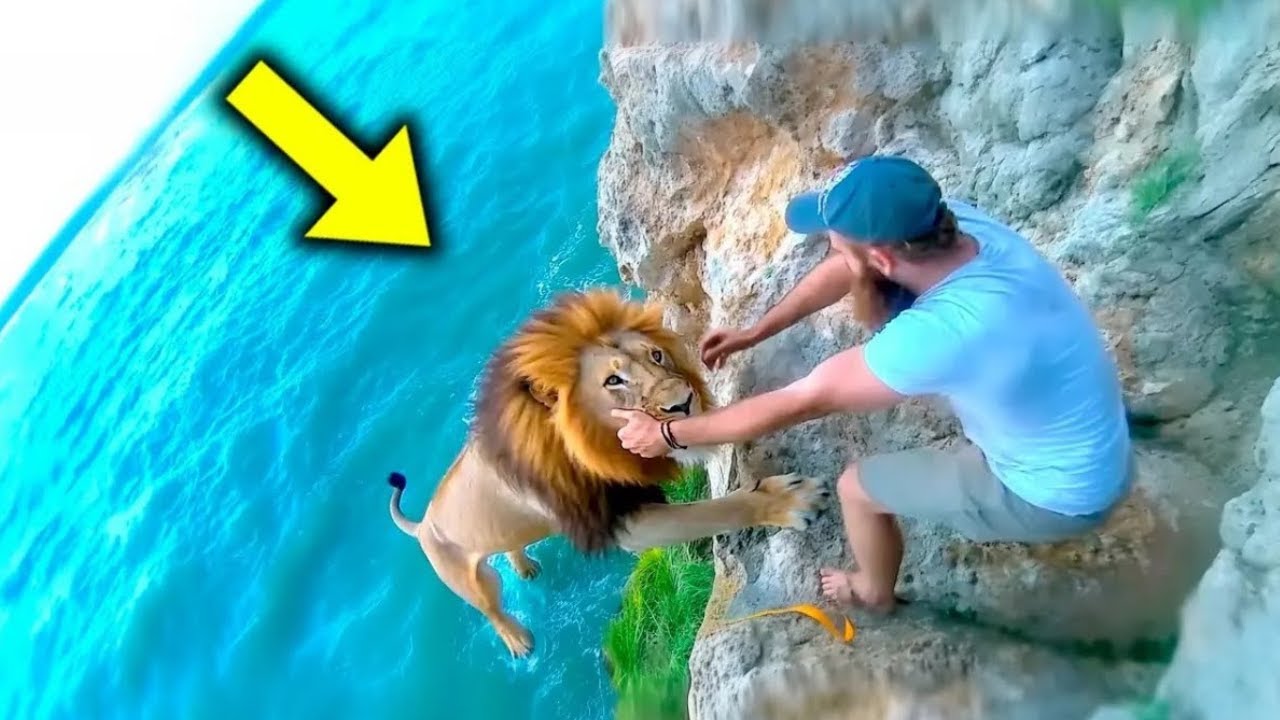 Man Saved Lion On A Cliff – What Happened Next is Unbelievable! - YouTube