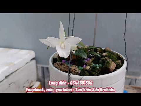 5CT Long điền