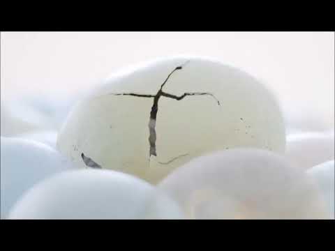 Cute cat whatsapp status