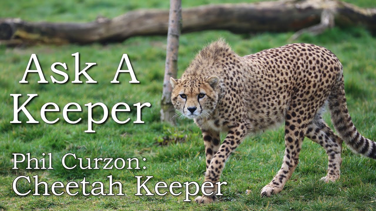 Ask A Keeper - Cheetahs - YouTube