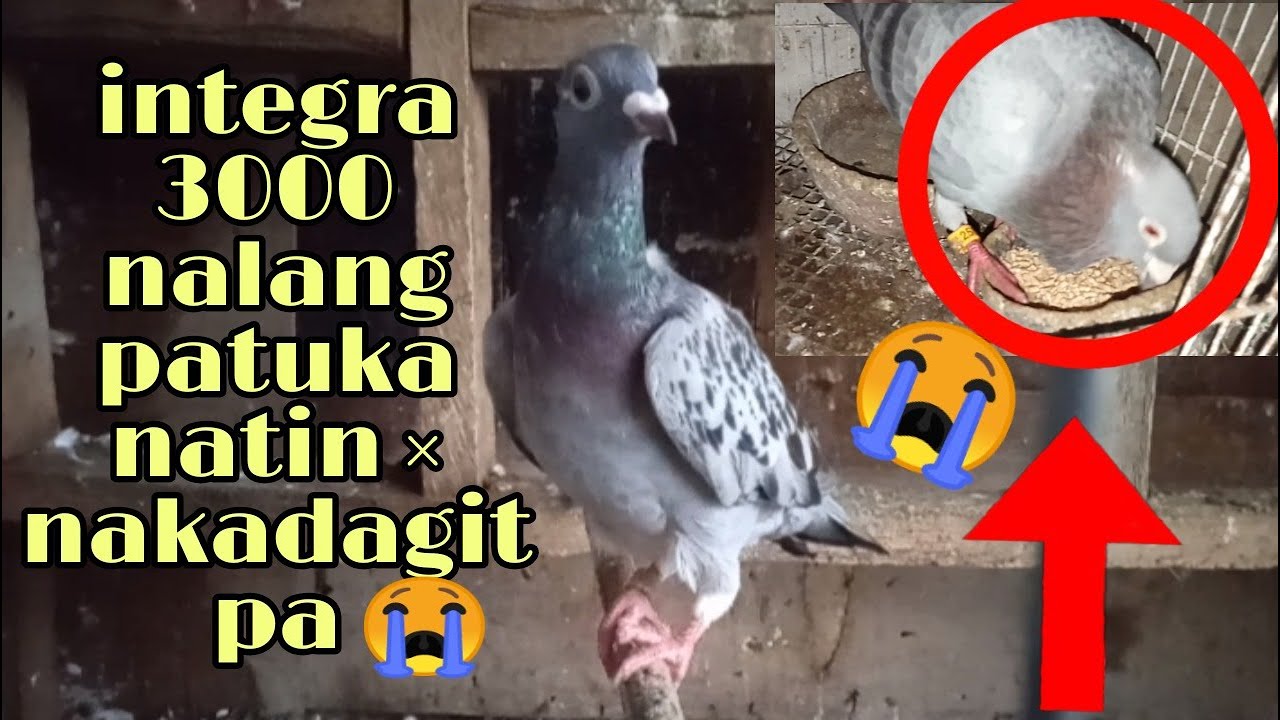 05/Integra 3000 nalang patuka natin × naka dgit patayo 😔😢/JhayLoft ...