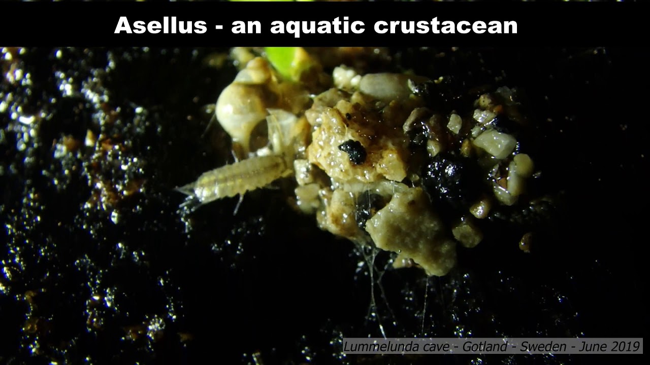 Asellus - cave crustacean / biospeleology - YouTube