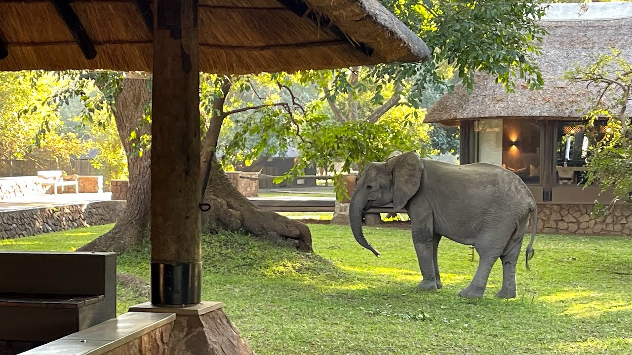Ele in Mfuwe Lodge courtyard - South Luangwa National Park, Zambia ...