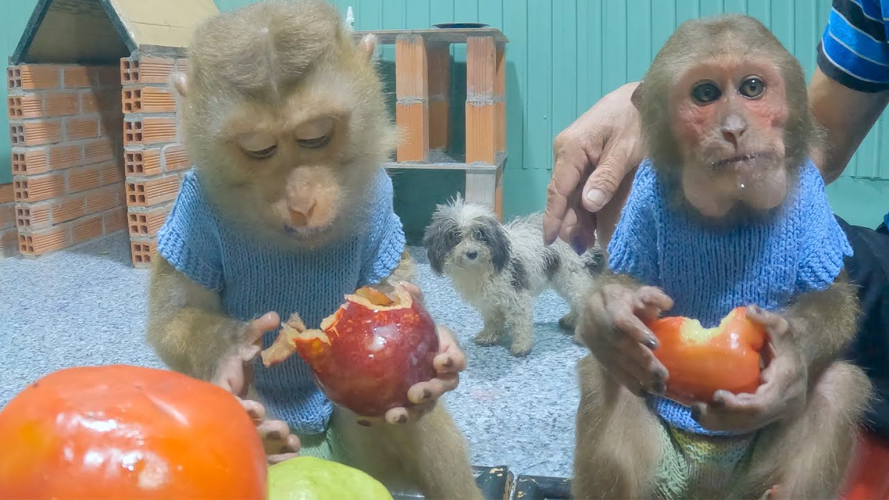 Curious Oreo dog does not know what Monkey eats - YouTube