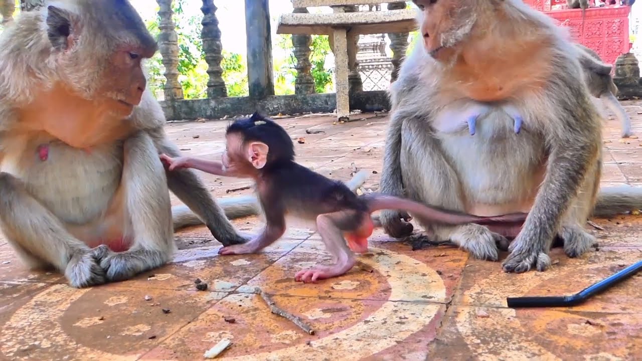 LIVE: Emotional Moment — Old Mama EMILA Gently Holds a Baby’s Tail ...