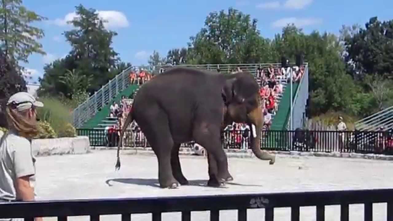 Amazing Elephant Show African Lion Safari Canada - YouTube