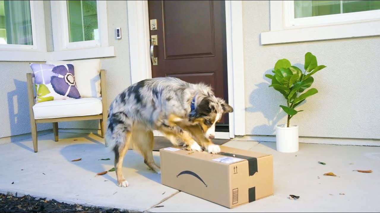 Paws Off! Protect Your Packages with a Box Gobbler! - YouTube
