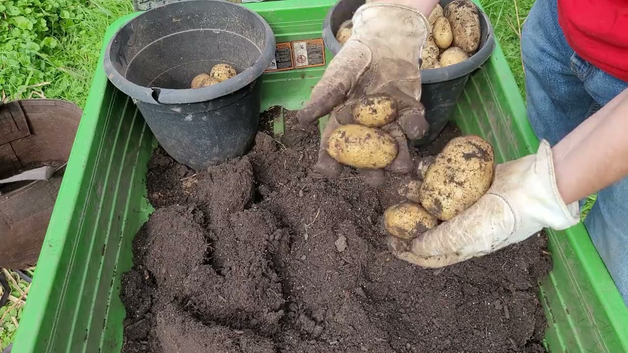 Huge Potato Harvest Final Haul From The Root Pouches YouTube Huge Potato Harvest Final Haul From The Root Pouches YouTube