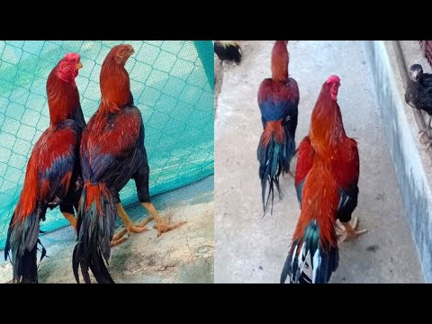 parrot beak rooster collection farm update aseel - YouTube