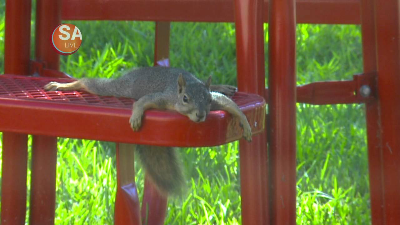 How do Texas squirrels stay cool during the summer? - YouTube