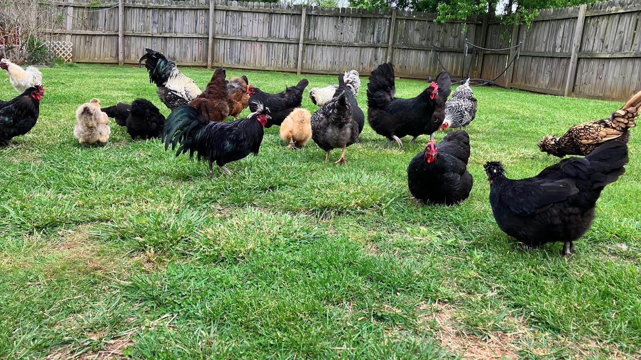 Backyard Chickens Mixed Flock - YouTube