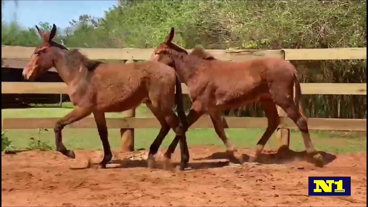 Burro e mula a venda - YouTube