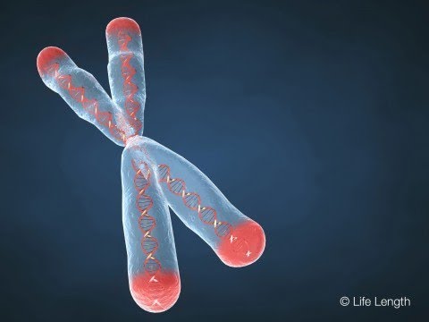 que es la telomerasa y como obtenerla - YouTube